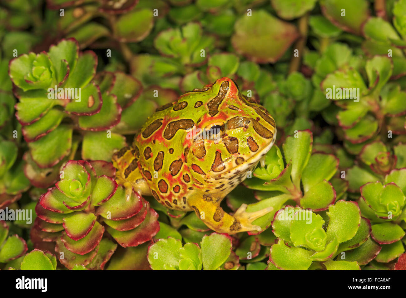 Ornate pacman frog (Ceratophrys ornata Stock Photo - Alamy