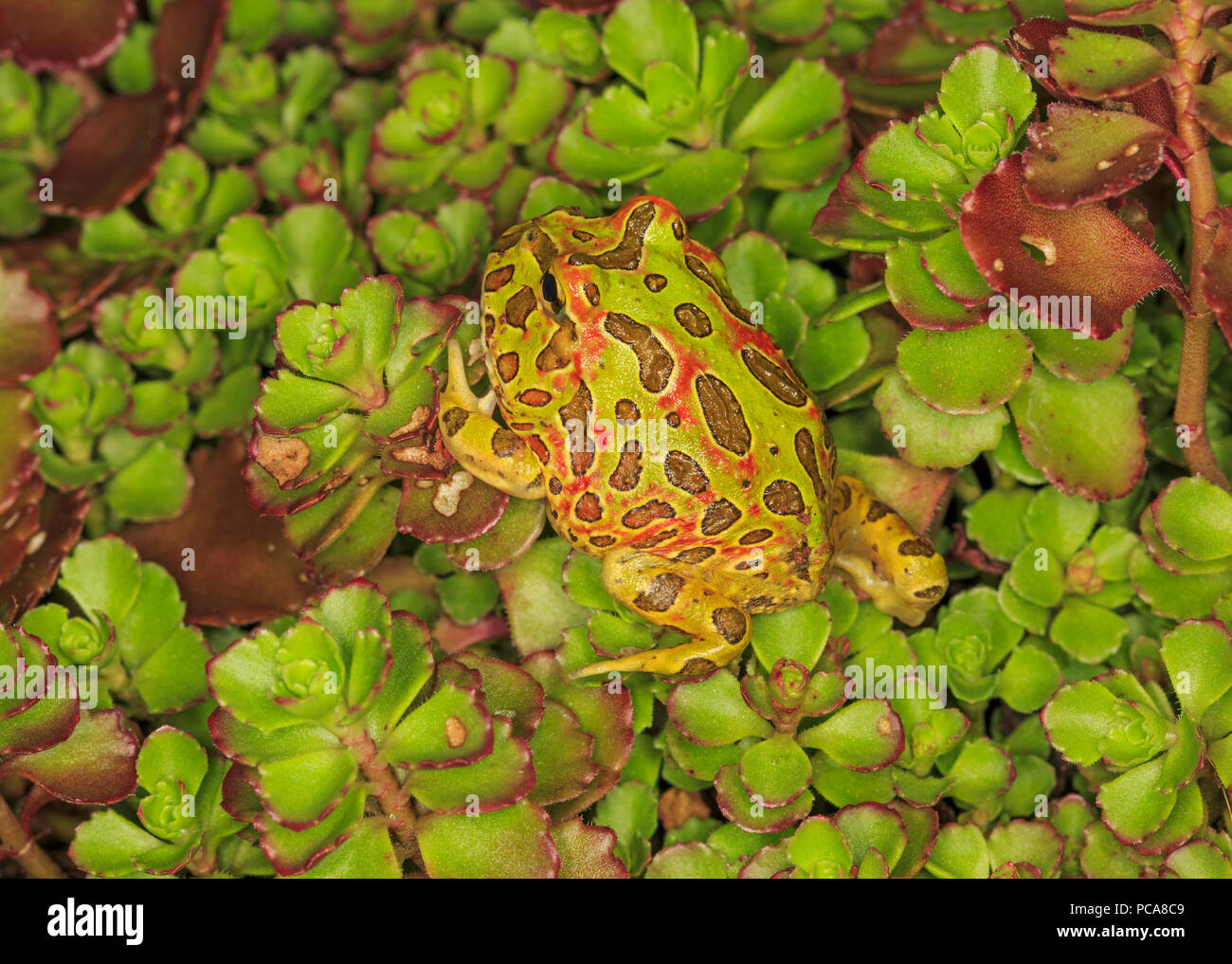Ornate pacman frog (Ceratophrys ornata Stock Photo - Alamy