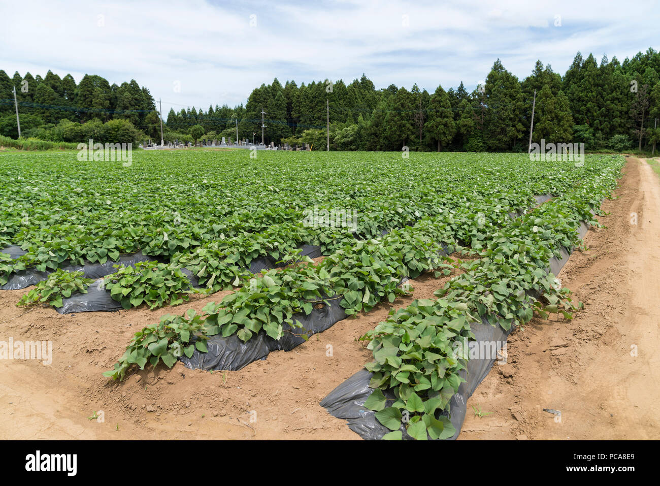 Sweet potato field at the top of Shimousa Plateau, Tako Town, Chiba ...