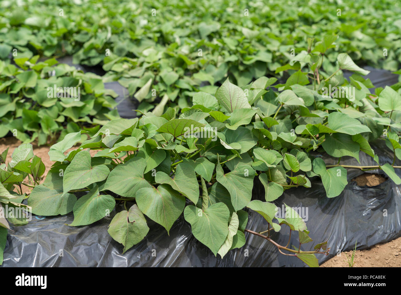Sweet potato field at the top of Shimousa Plateau, Tako Town, Chiba ...