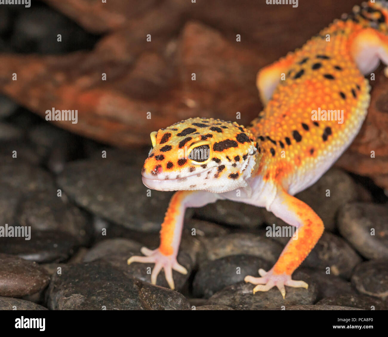 Leopard gecko (Eublepharis macularius), head close up Stock Photo - Alamy