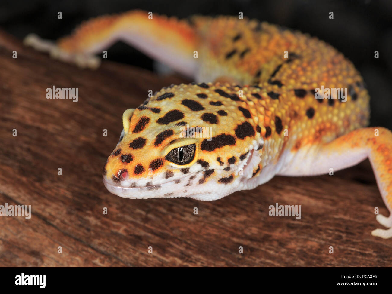 Leopard gecko (Eublepharis macularius), head close up Stock Photo - Alamy