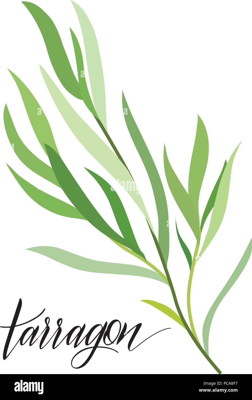 Tarragon in flat style. Hand written text. Vector Stock Vector Image ...