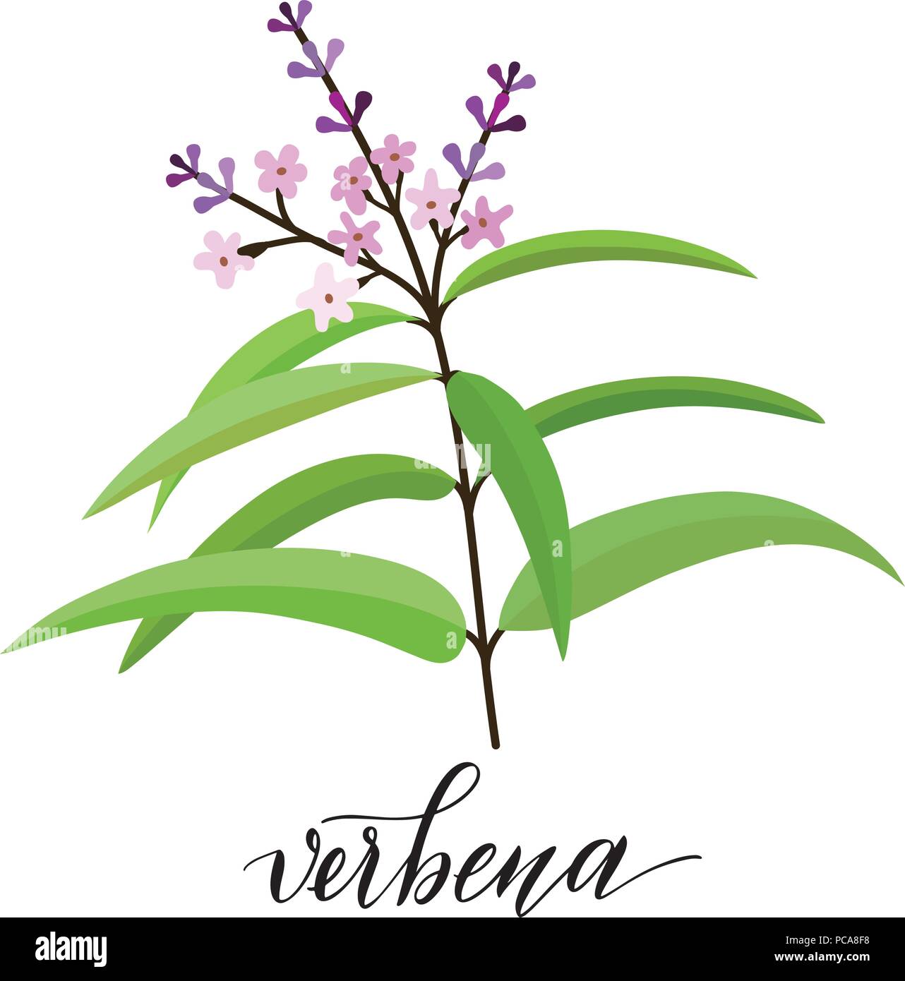Lemon Verbena Drawing