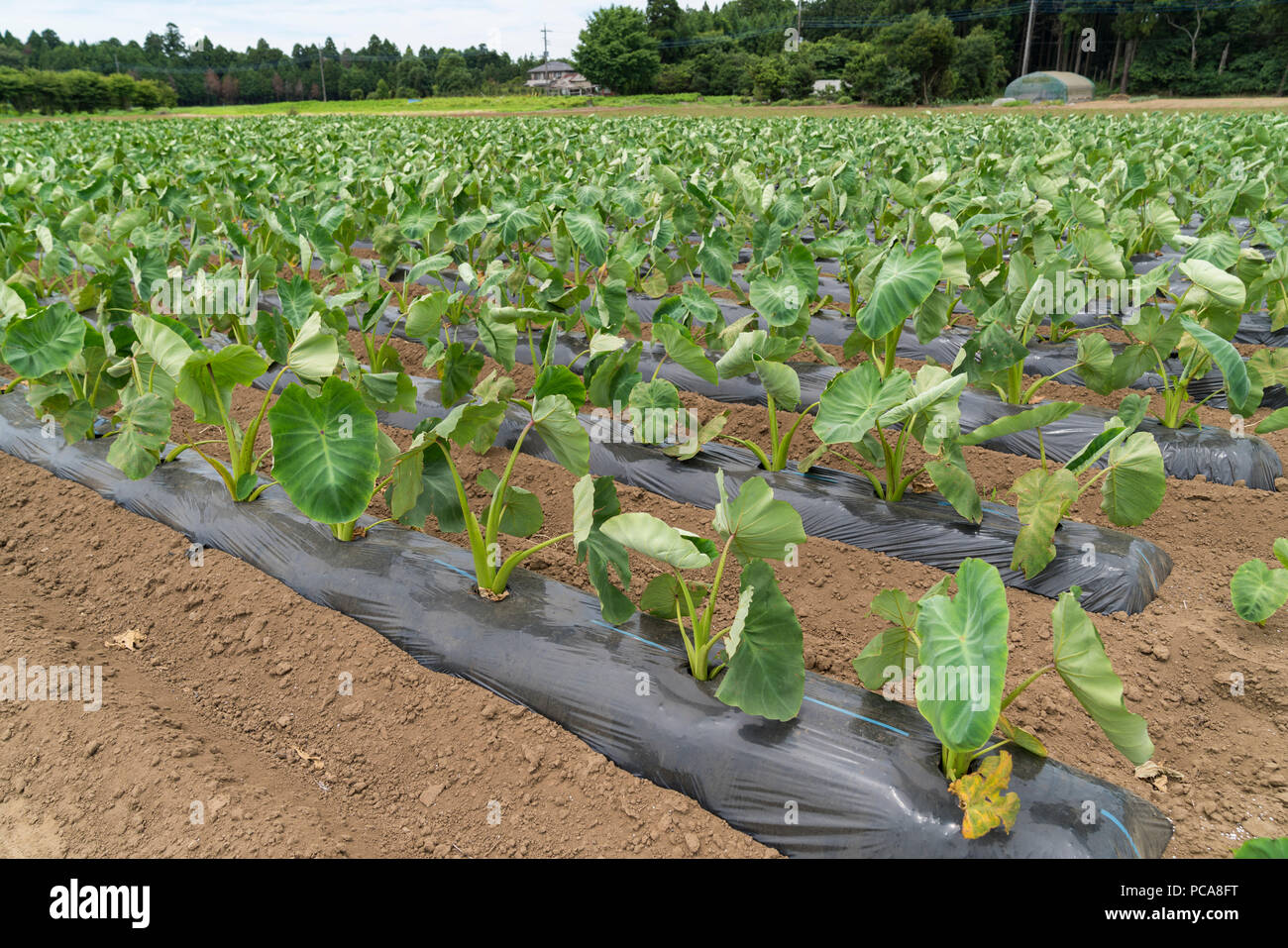 Taro field at the top of Shimousa Plateau, Tako Town, Chiba Prefecture ...