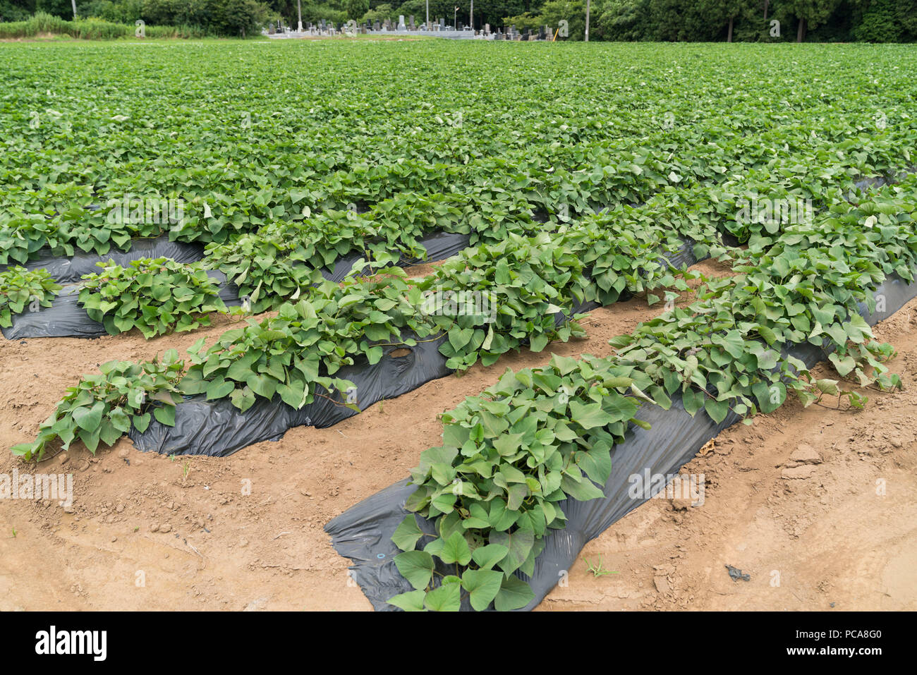 Sweet potato field at the top of Shimousa Plateau, Tako Town, Chiba ...