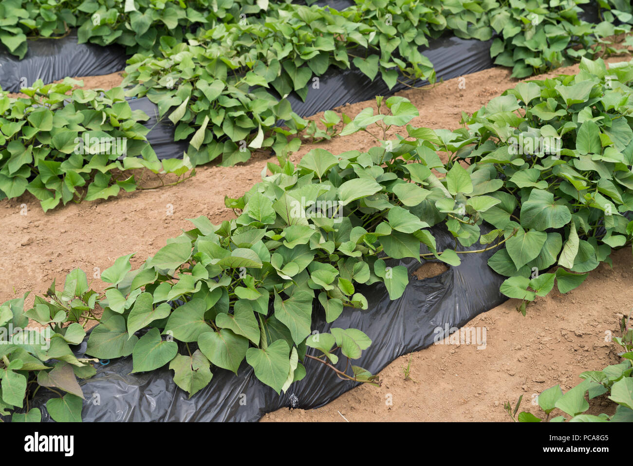Sweet potato field at the top of Shimousa Plateau, Tako Town, Chiba ...