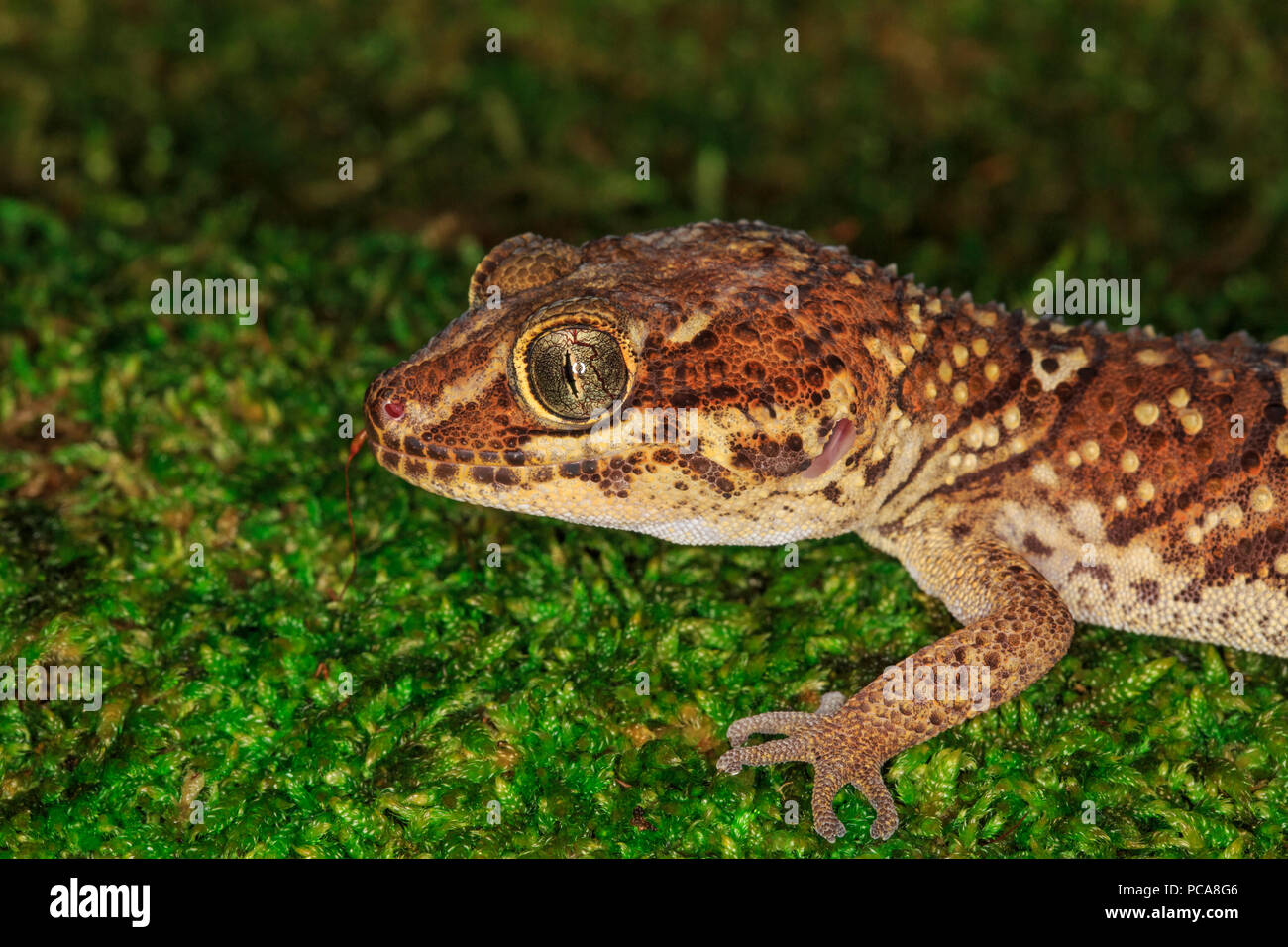 Panther gecko (Paroedura pictus Stock Photo - Alamy