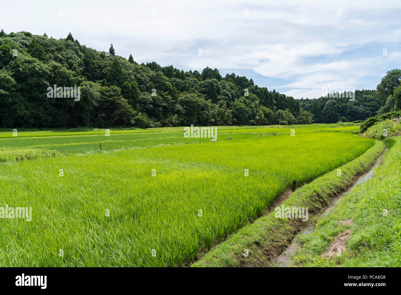 Rice field at valley of Shimousa Plateau, Tako Town, Chiba Prefecture ...