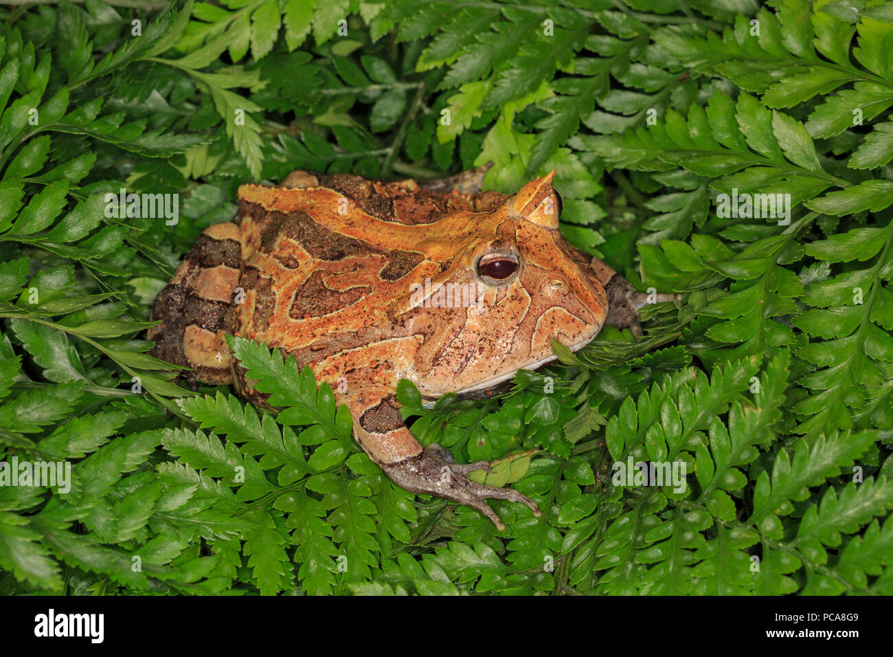 Ceratophrys cornuta hi-res stock photography and images - Alamy