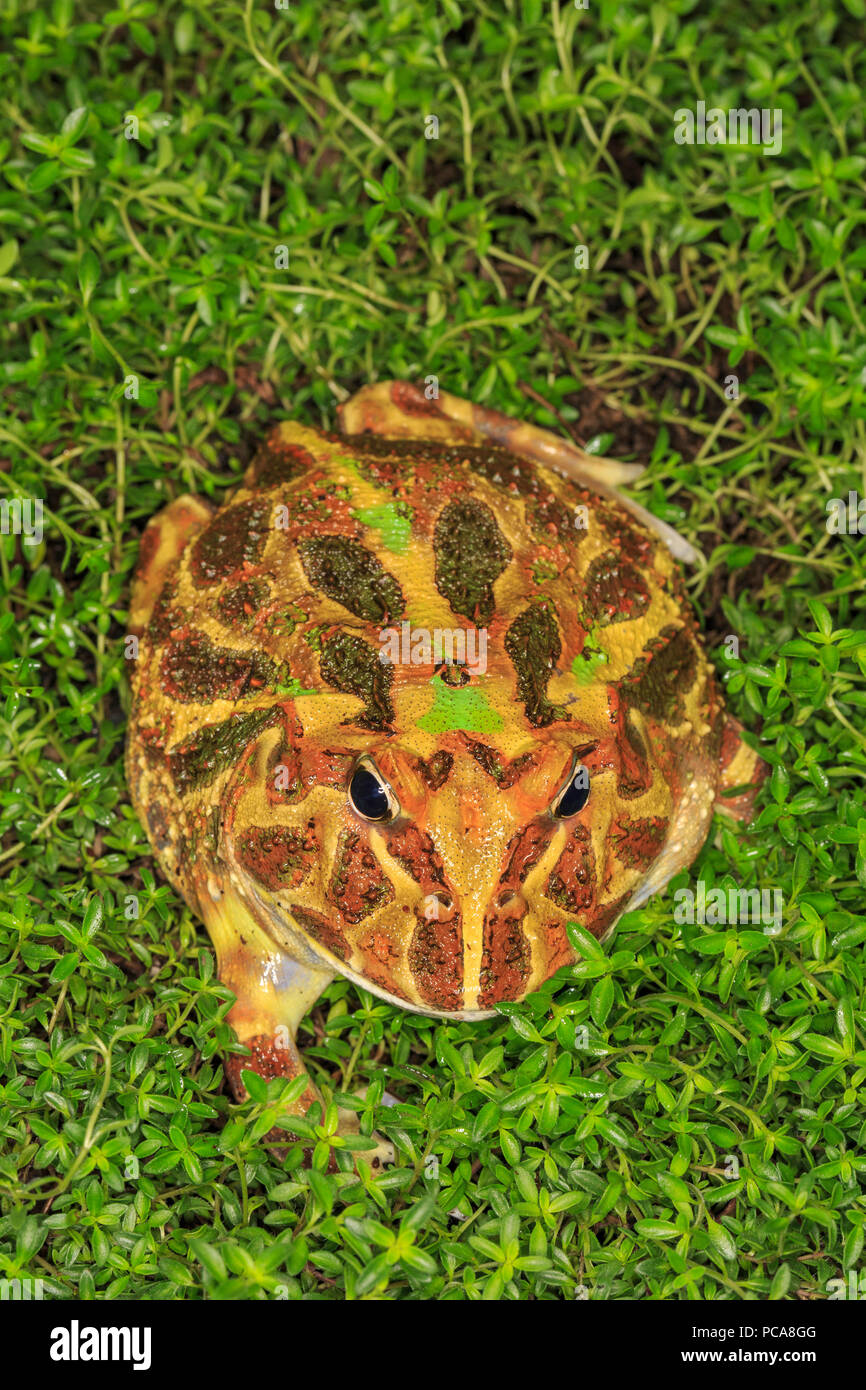 Horned frog in leaves Stock Photo - Alamy