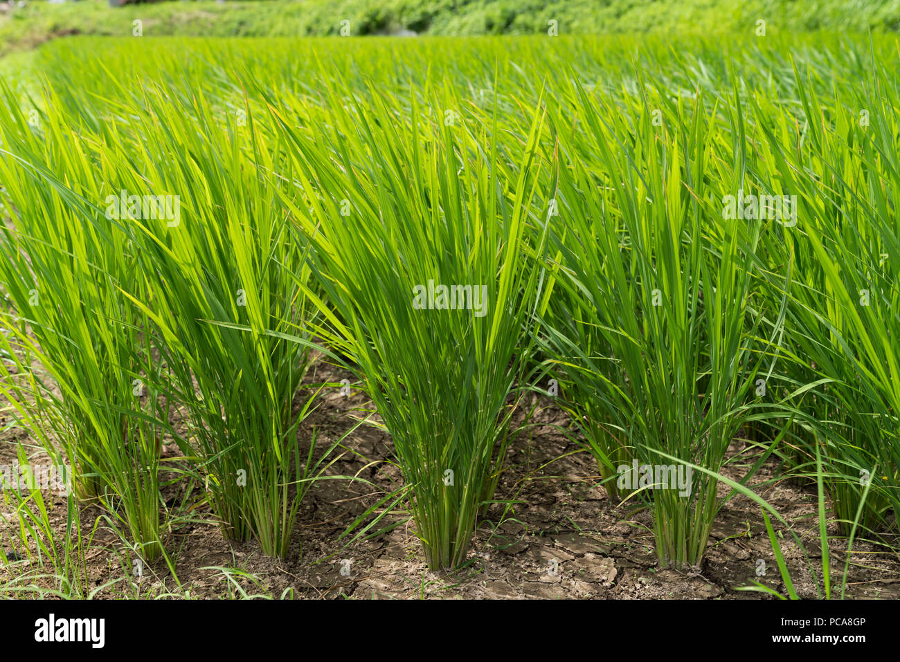 Rice field at valley of Shimousa Plateau, Tako Town, Chiba Prefecture ...