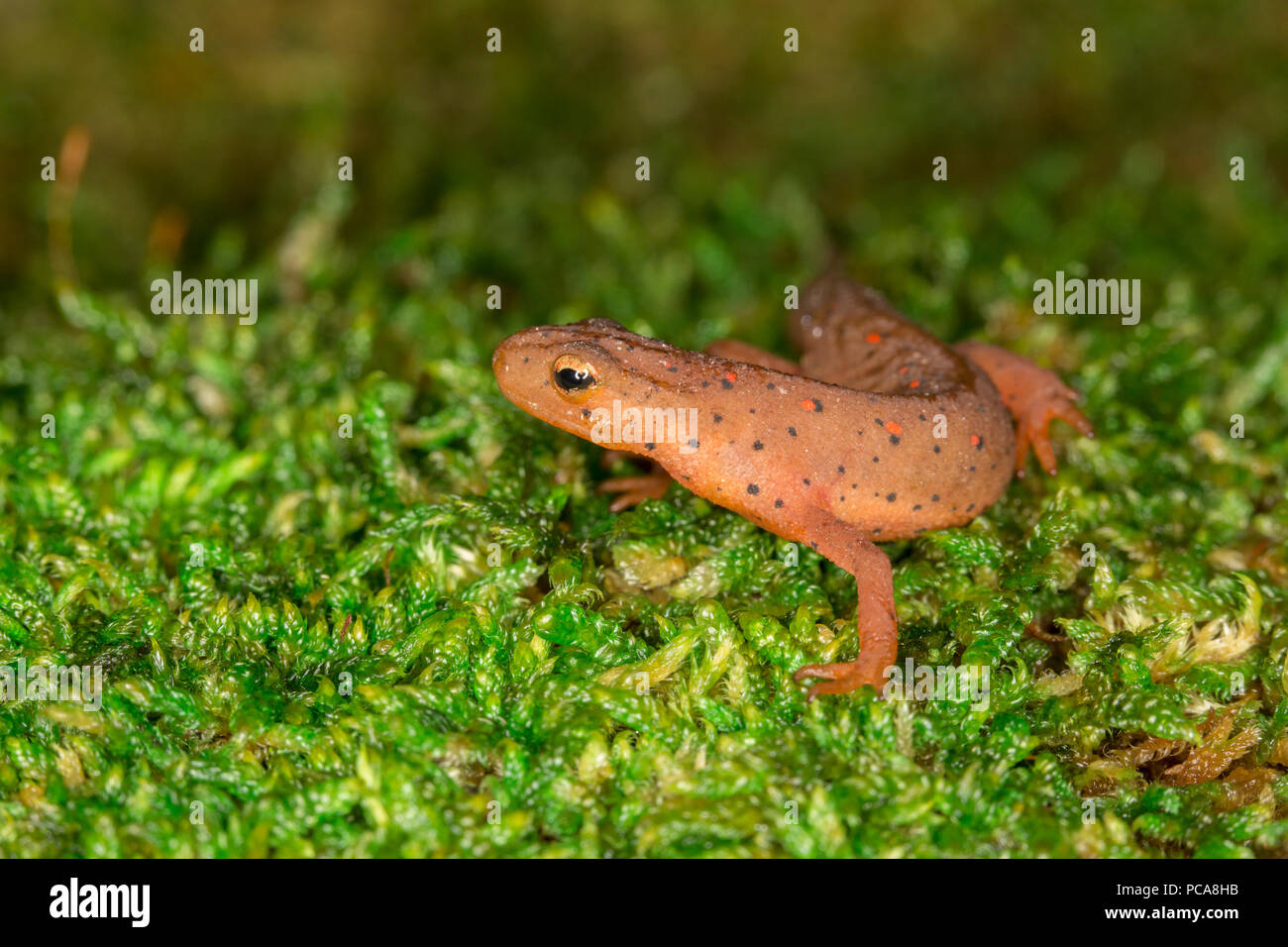 Eastern newt (Notophthalmus viridescens) or eft Stock Photo - Alamy