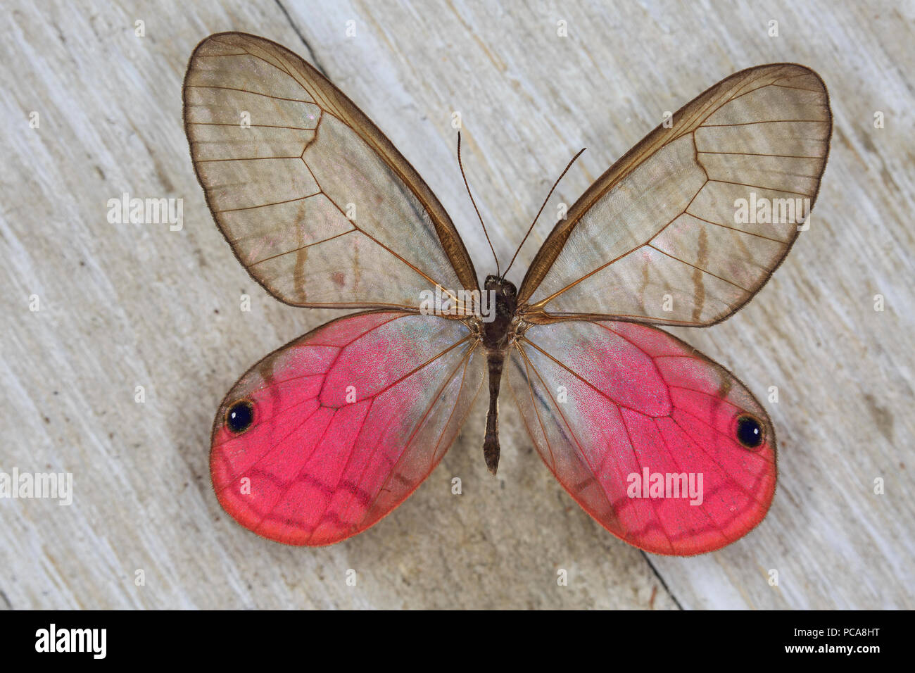 Rosey Posey (Cithaerias aurorina), butterfly, male Stock Photo - Alamy