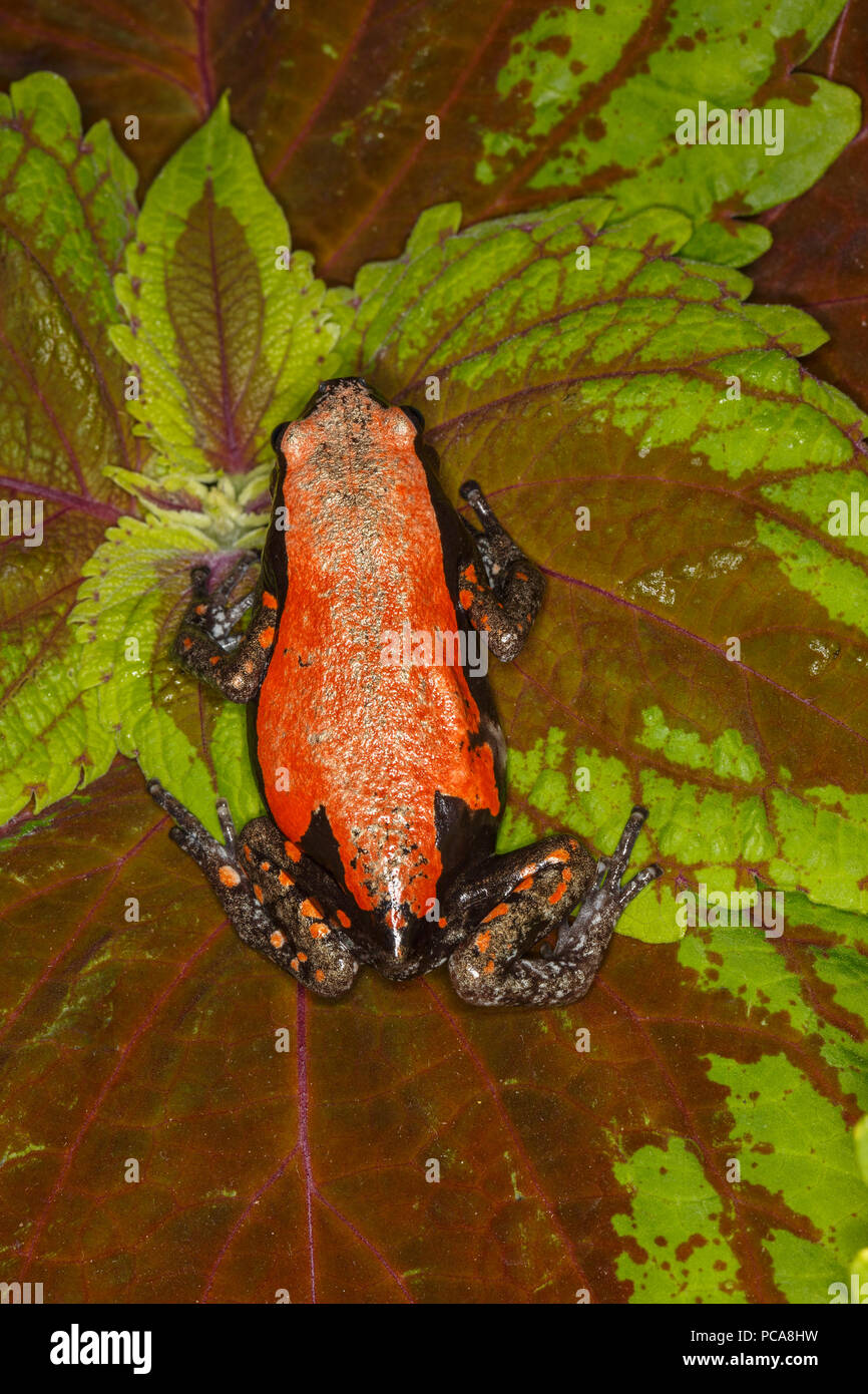 Red and black walking frog (Phrynomerus bifasciatus Stock Photo - Alamy