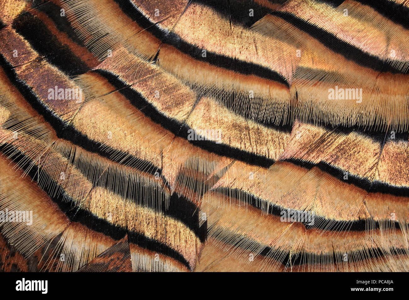 Striped bird hi-res stock photography and images - Alamy