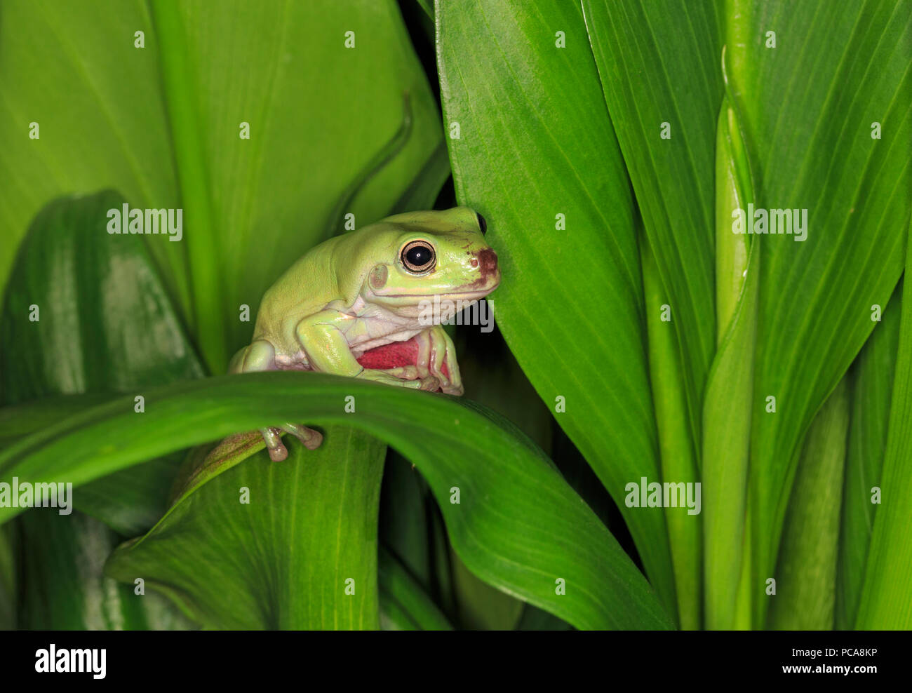 Australian dumpy tree frog or White's tree frog (Litoria caerulea Stock ...