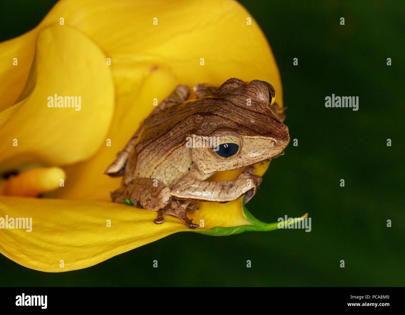 Borneo eared frog hi-res stock photography and images - Alamy