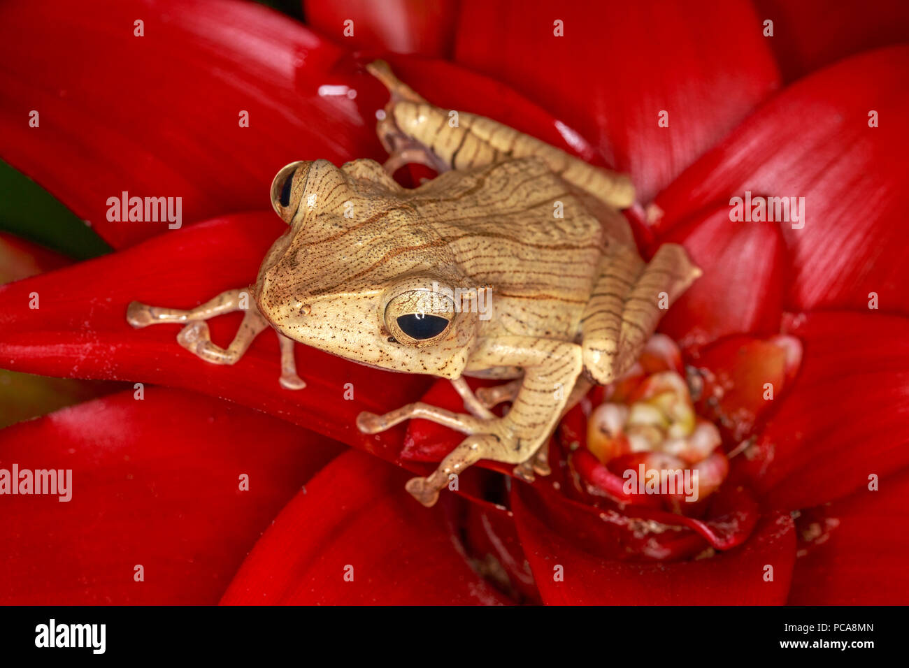 Polypedates hi-res stock photography and images - Alamy