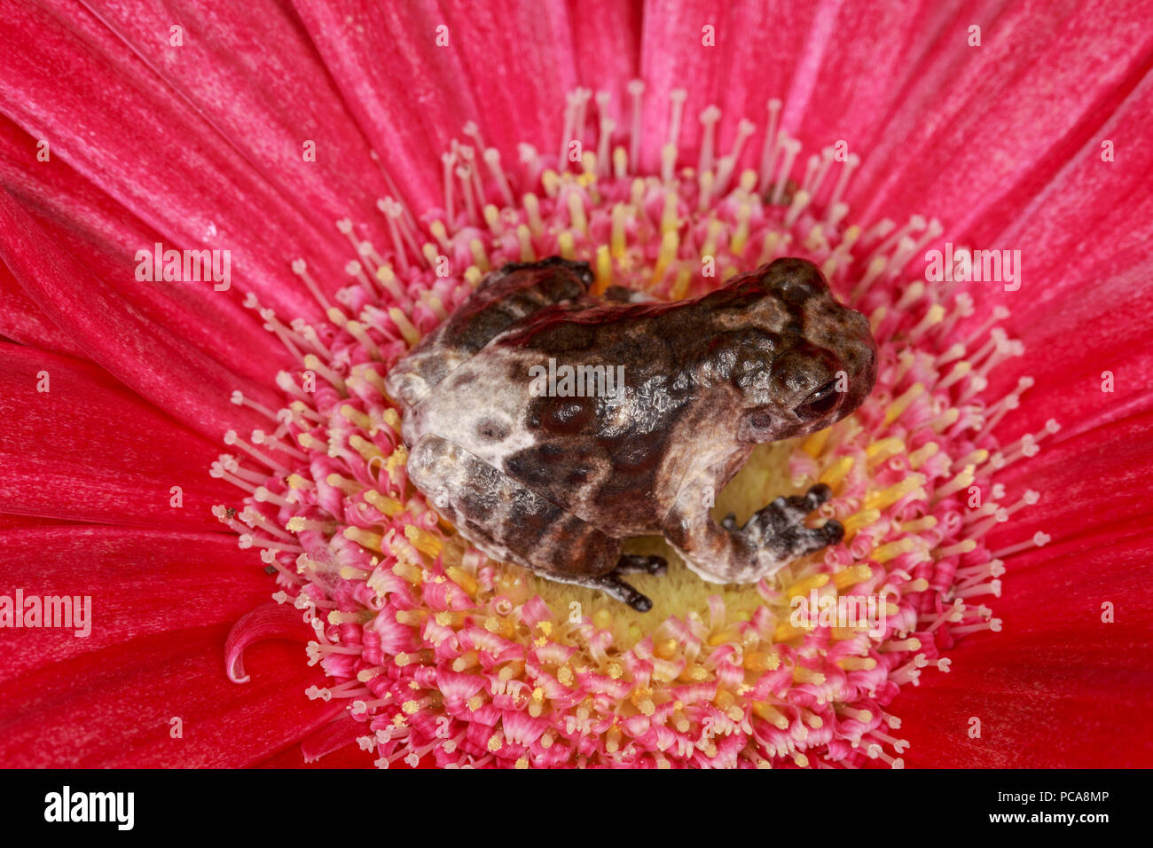 Bird poop tree frog (Hyla mamorata Stock Photo - Alamy