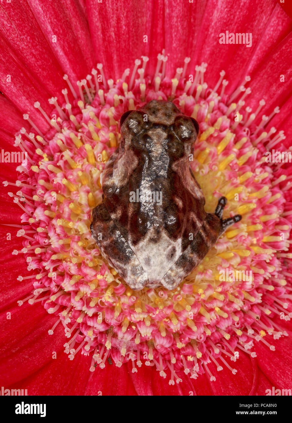 Bird poop tree frog (Hyla mamorata Stock Photo - Alamy