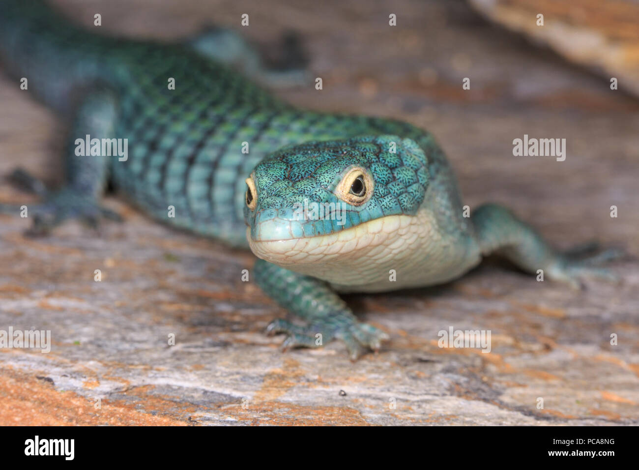 Alligator lizard hi-res stock photography and images - Alamy