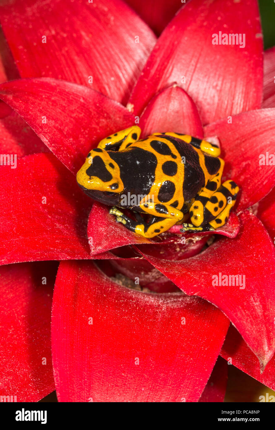 Bumblebee dart frog (Dendrobates tinctorius Stock Photo - Alamy