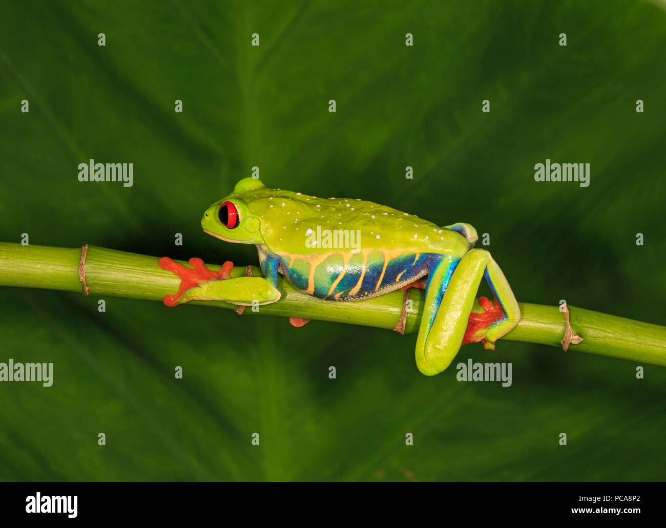 Red-eyed tree frog (Agalychnis callidryas Stock Photo - Alamy