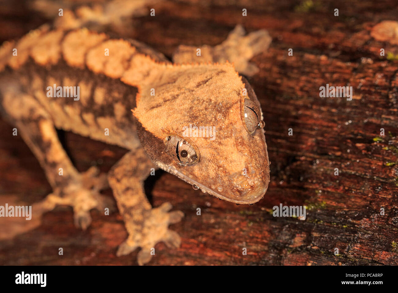 crested gecko (Correlophus ciliatus) on log Stock Photo - Alamy