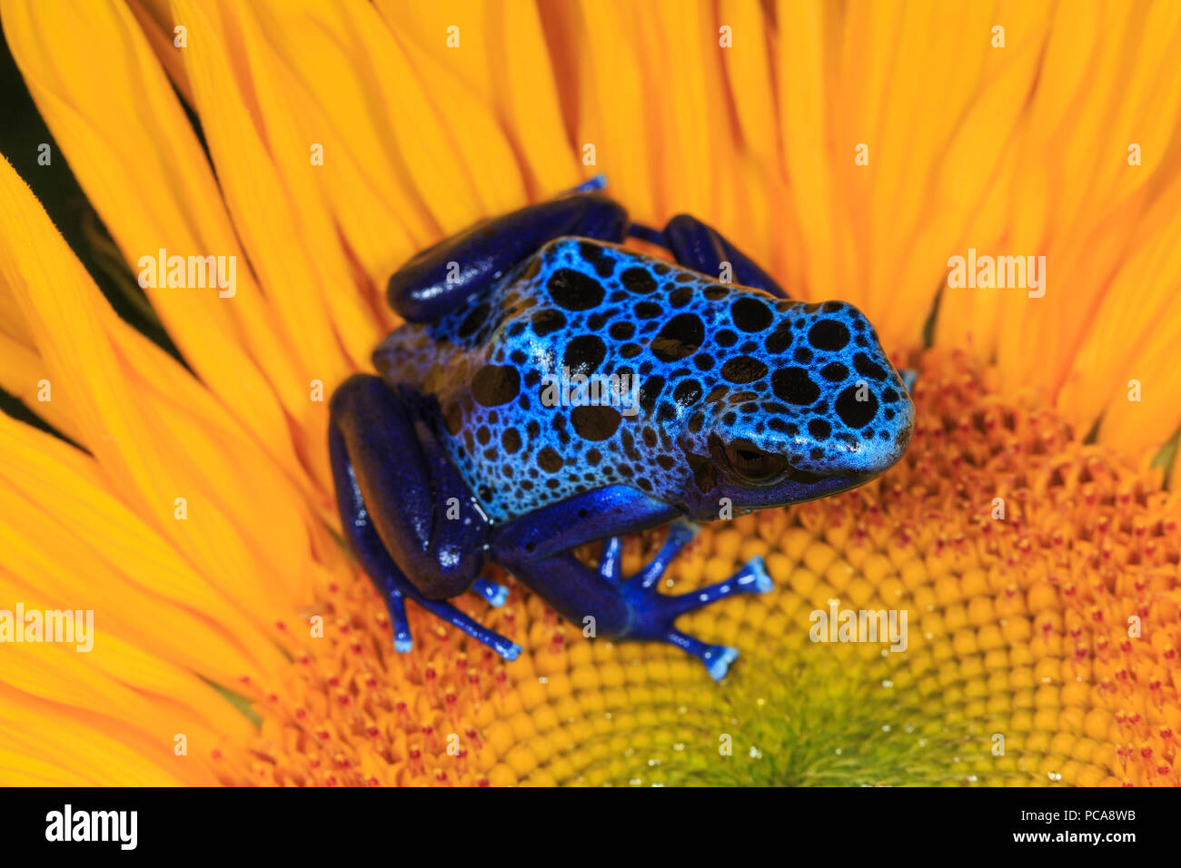 Dendrobates tinctorius hi-res stock photography and images - Alamy
