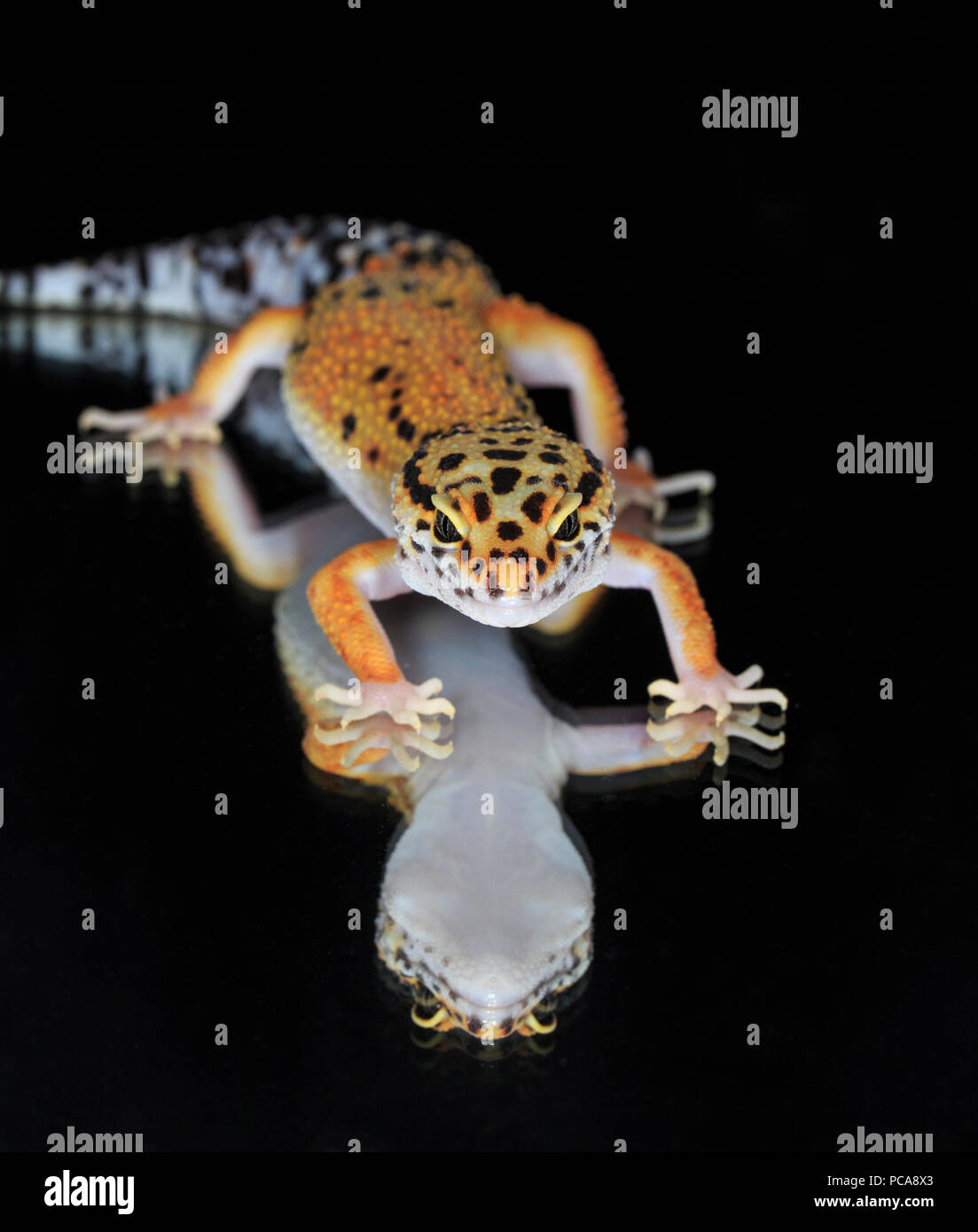 Leopard gecko (Eublepharis macularius) on mirror with reflection Stock ...