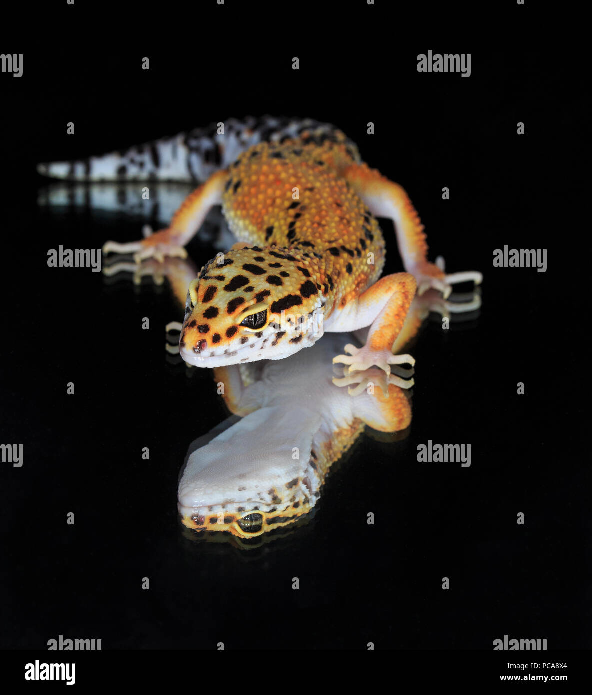Leopard gecko (Eublepharis macularius) on mirror with reflection Stock ...