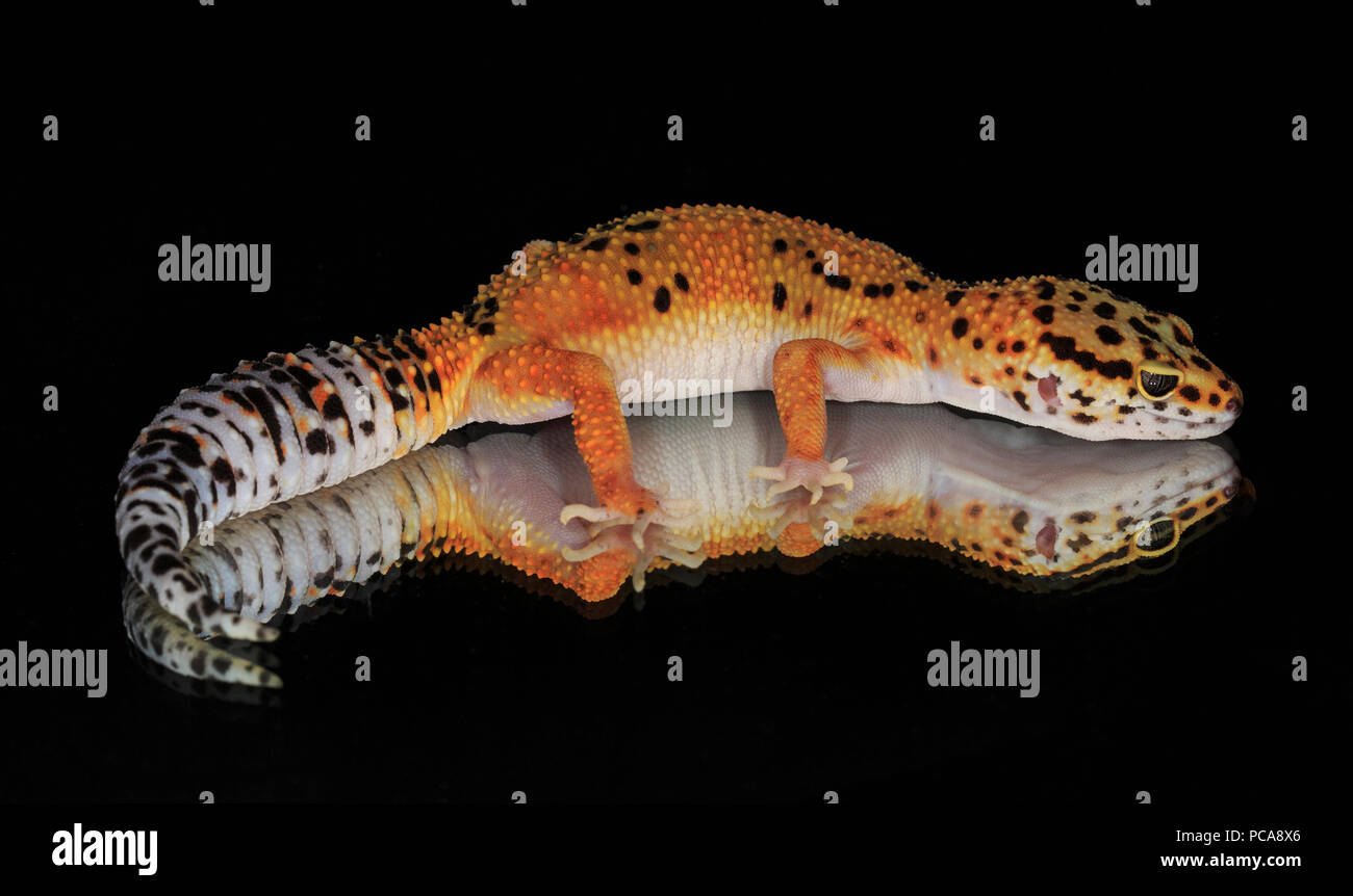 Leopard gecko (Eublepharis macularius) on mirror with reflection Stock ...