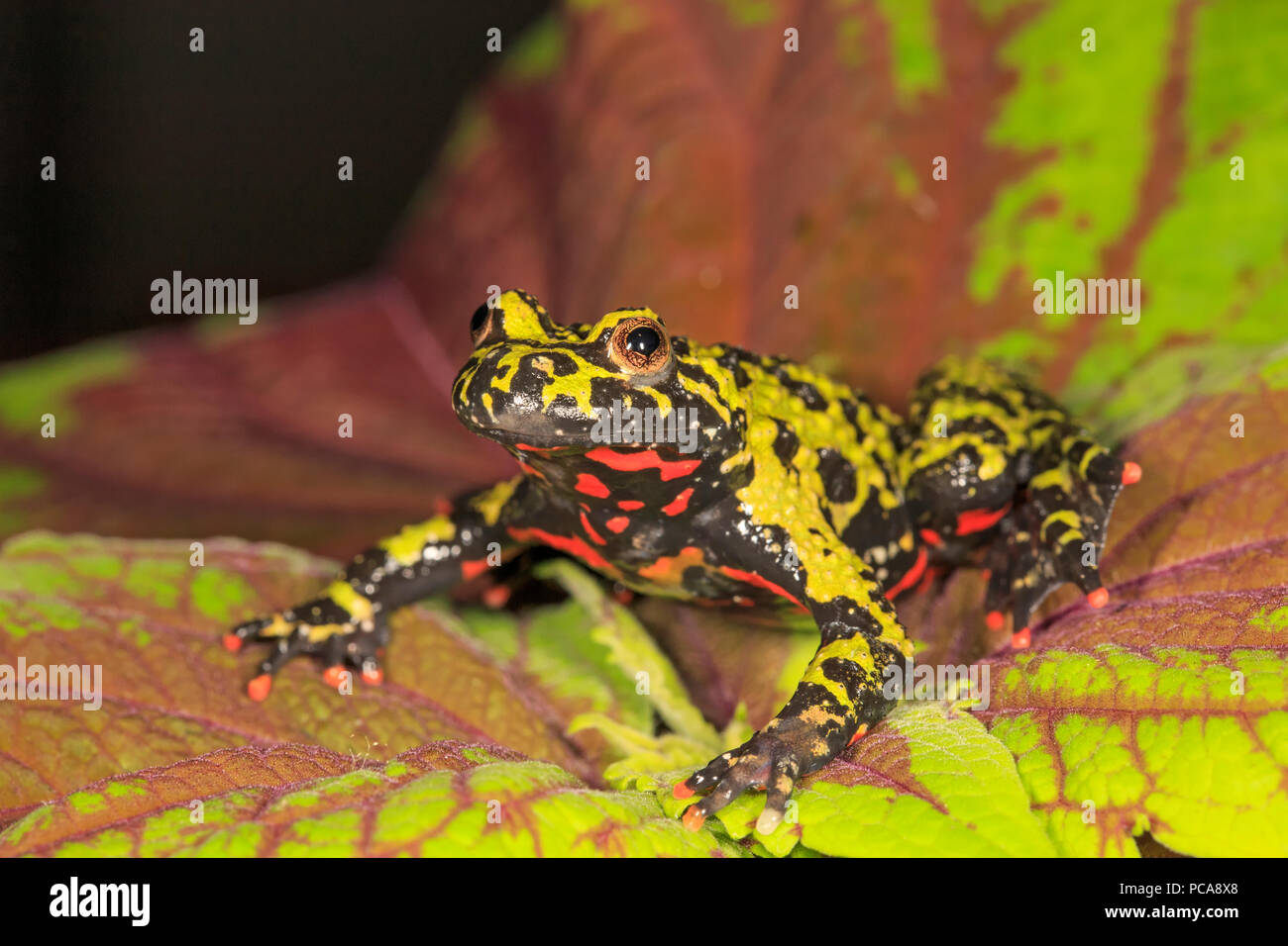 Firebelly toad (Bombina orientalis) on coleus leaves Stock Photo - Alamy