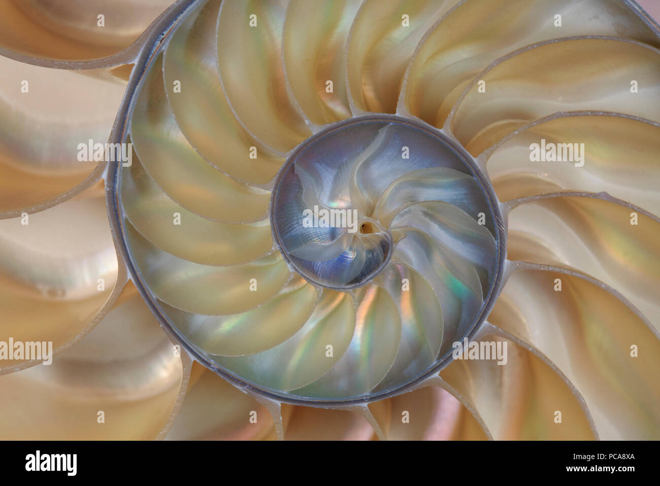 Nautilus shell hi-res stock photography and images - Alamy