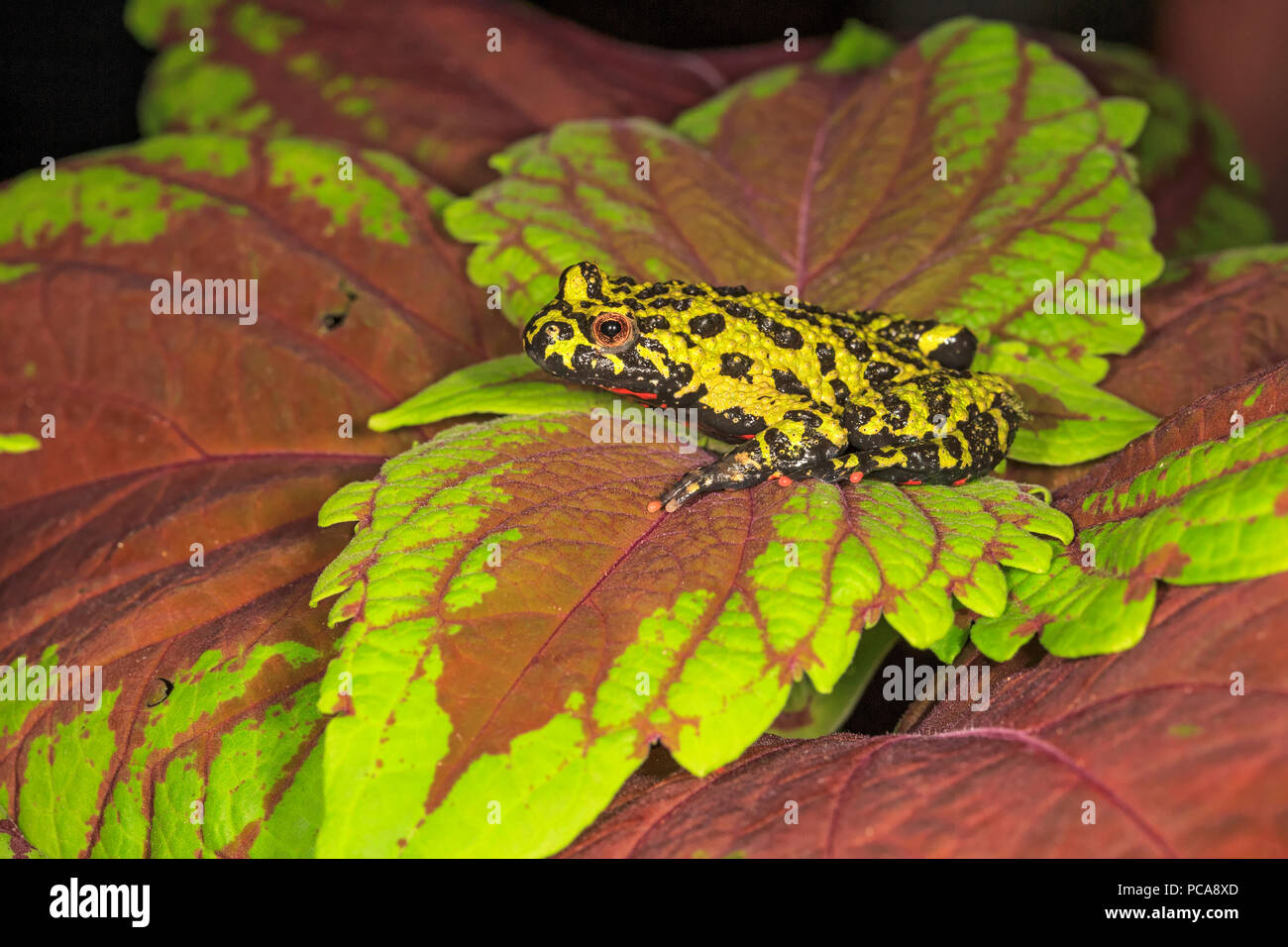 Firebelly toad (Bombina orientalis) on coleus leaves Stock Photo - Alamy