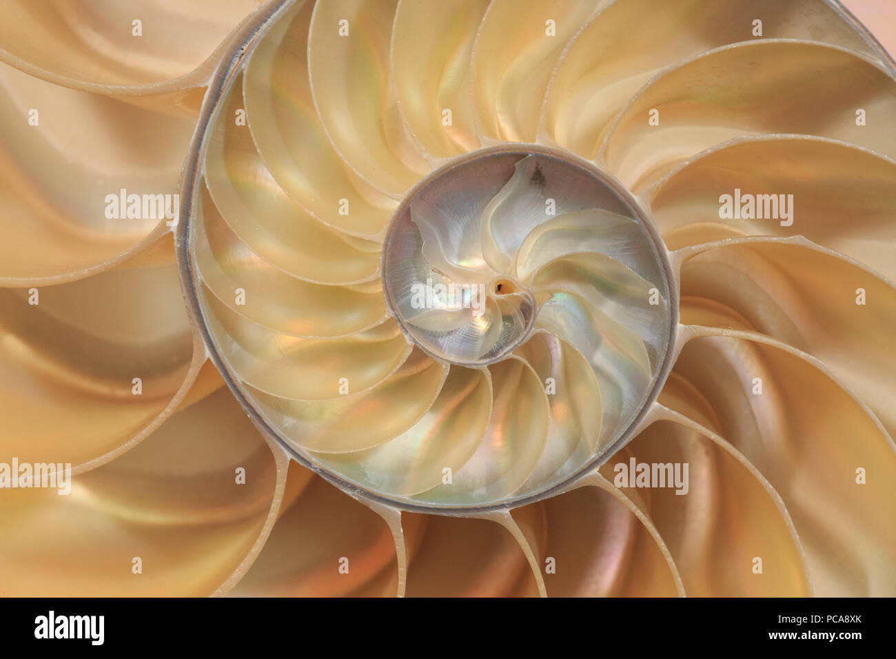 Nautilus shell hi-res stock photography and images - Alamy