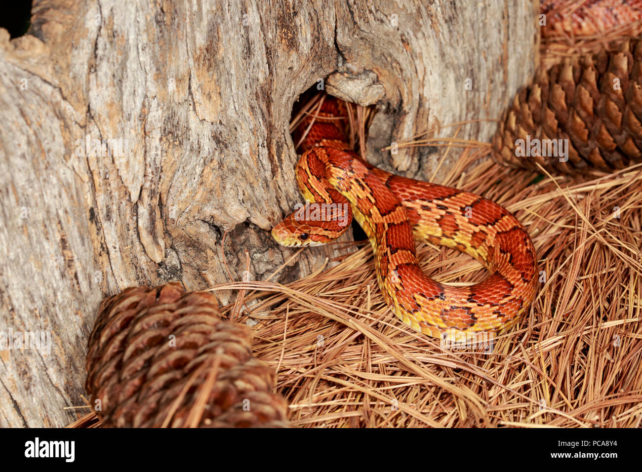 Corn snake (Pantherophis guttatus Stock Photo - Alamy