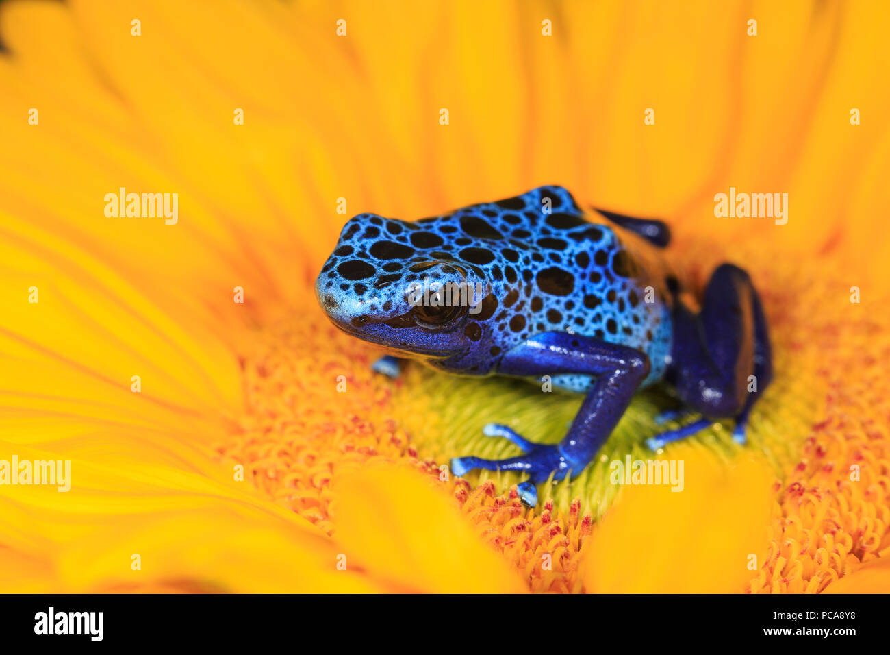 Blue azureus tinctorius dart frog (Dendrobates tinctorius) on a flower ...