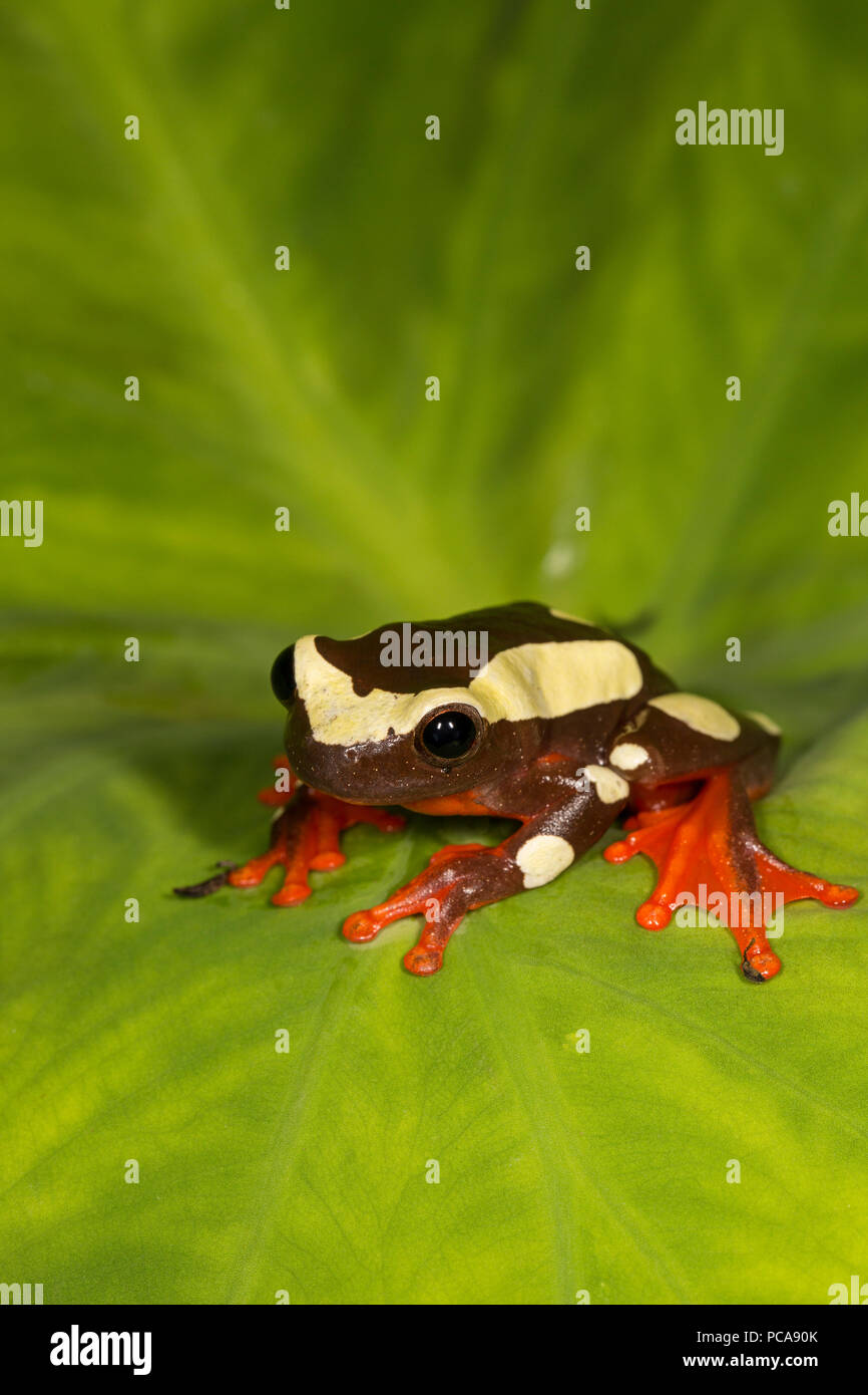 Clown tree frog (Hyla leucophyllata) on red gerber daisy flower Stock ...