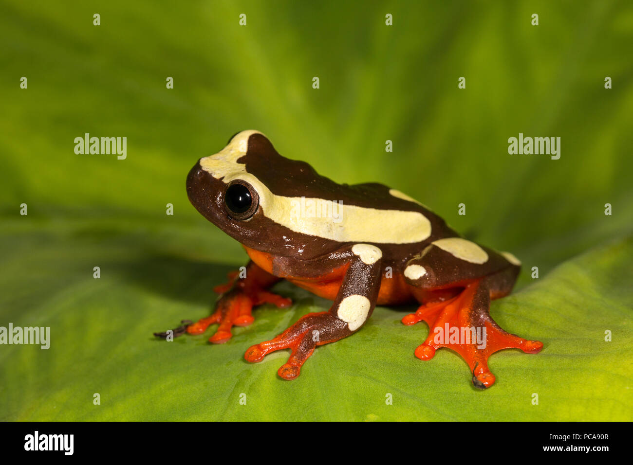 Clown tree frog (Hyla leucophyllata) on red gerber daisy flower Stock ...