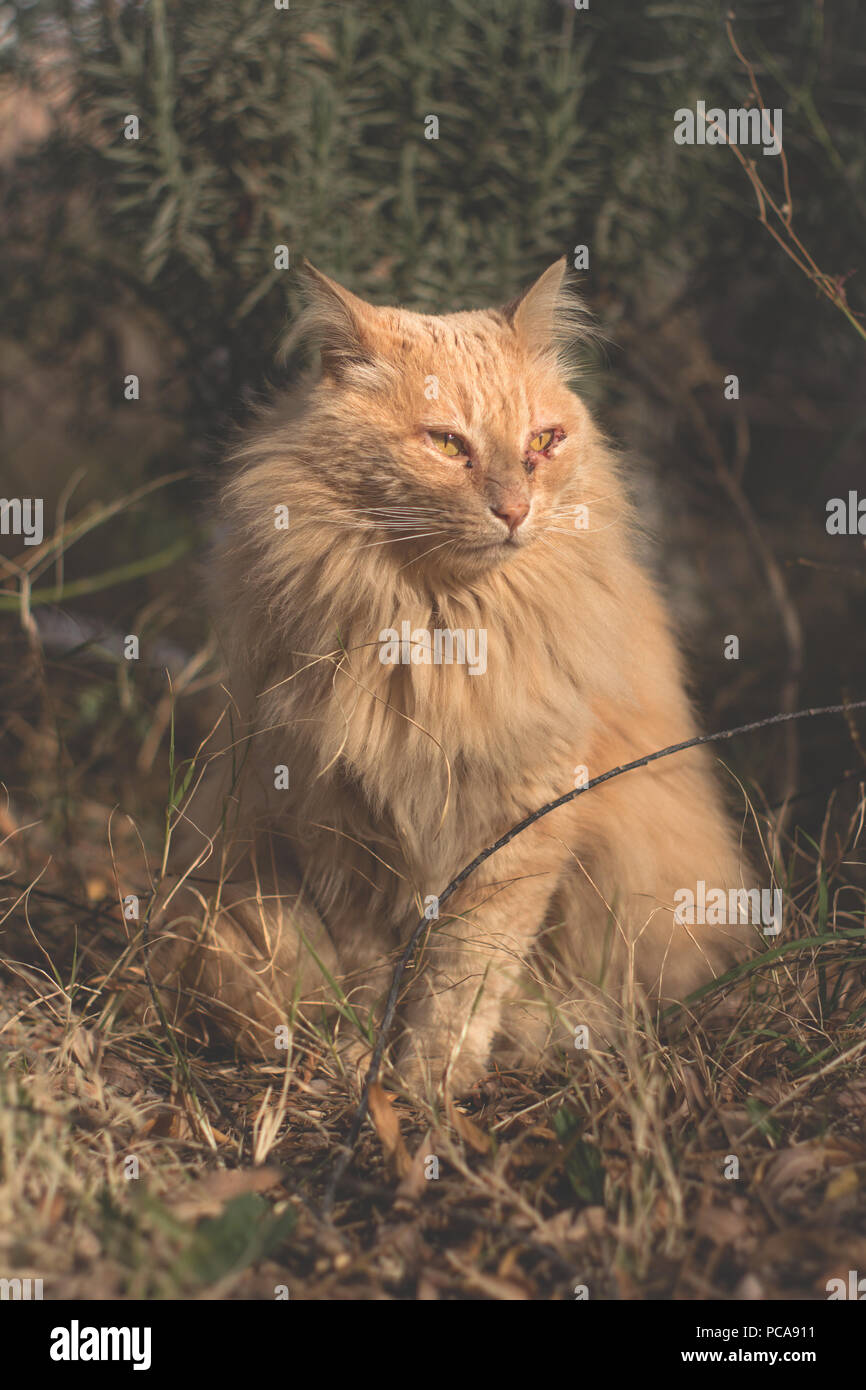 Cat Portrait in the sunset, Outdoor Natural Light Photography, in the ...