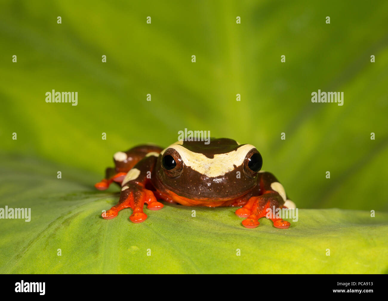 Clown tree frog (Hyla leucophyllata) on red gerber daisy flower Stock ...