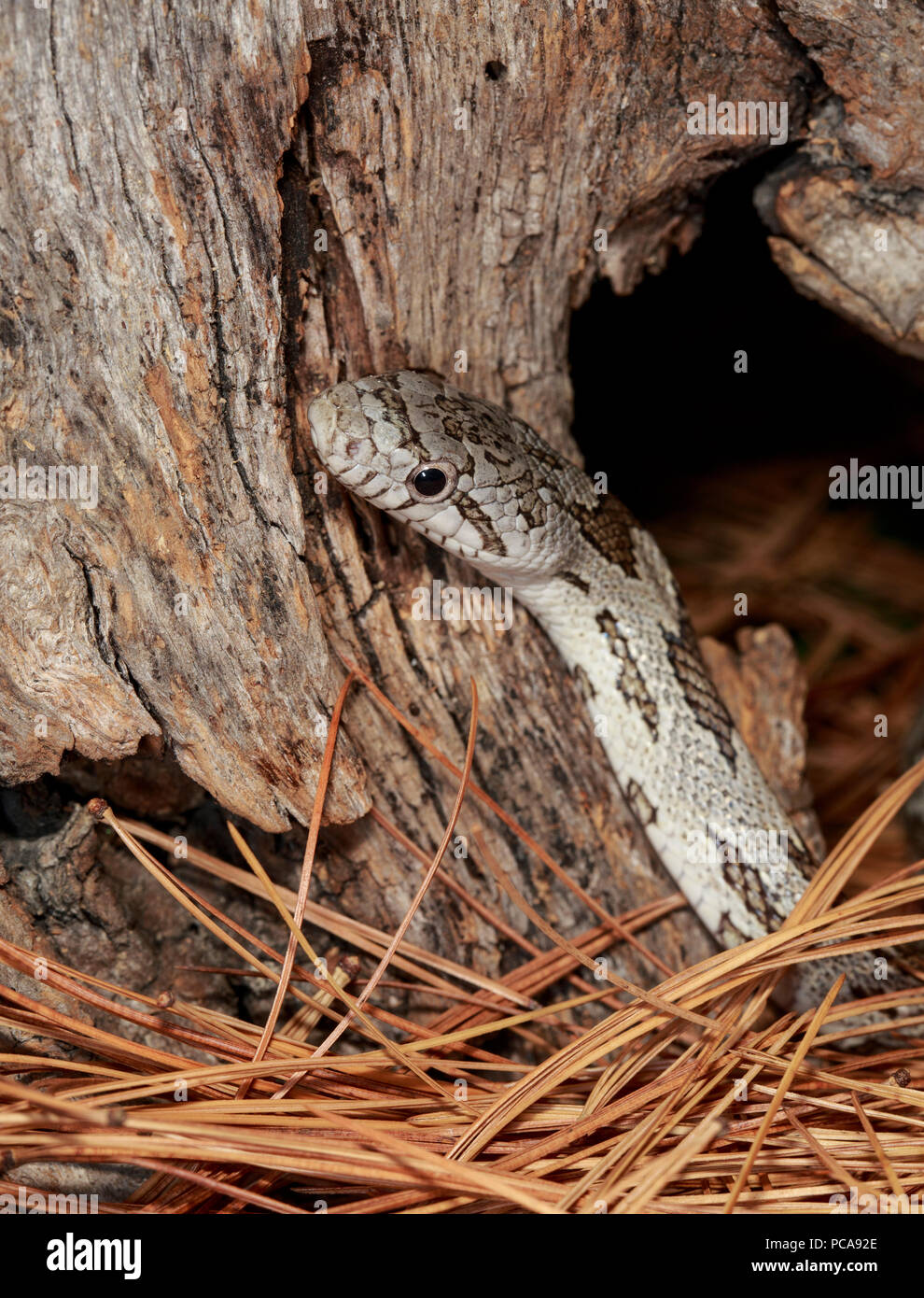 Gray rat snake hi-res stock photography and images - Alamy
