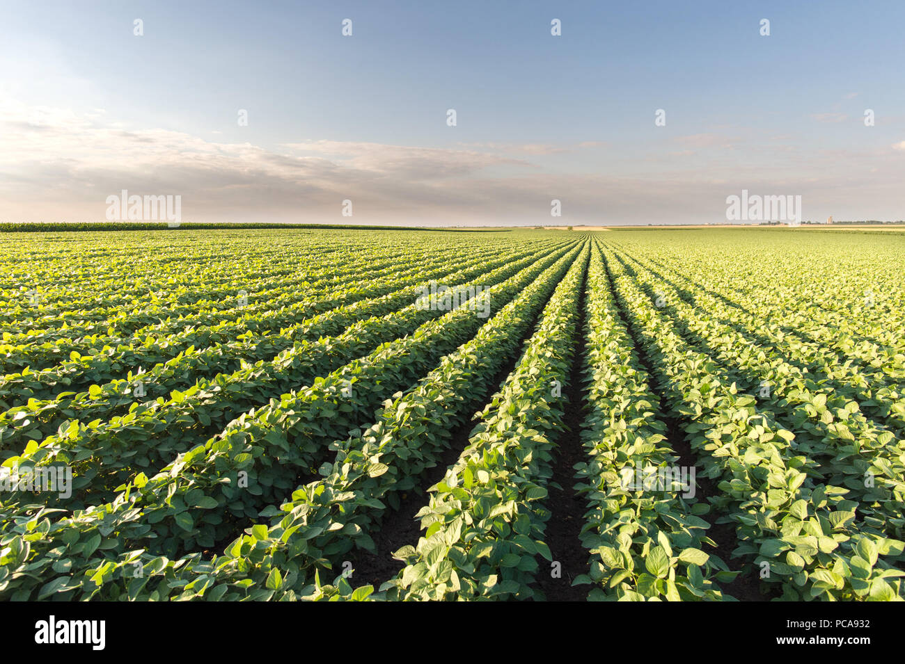 Soybean Field Rows in summer Stock Photo - Alamy