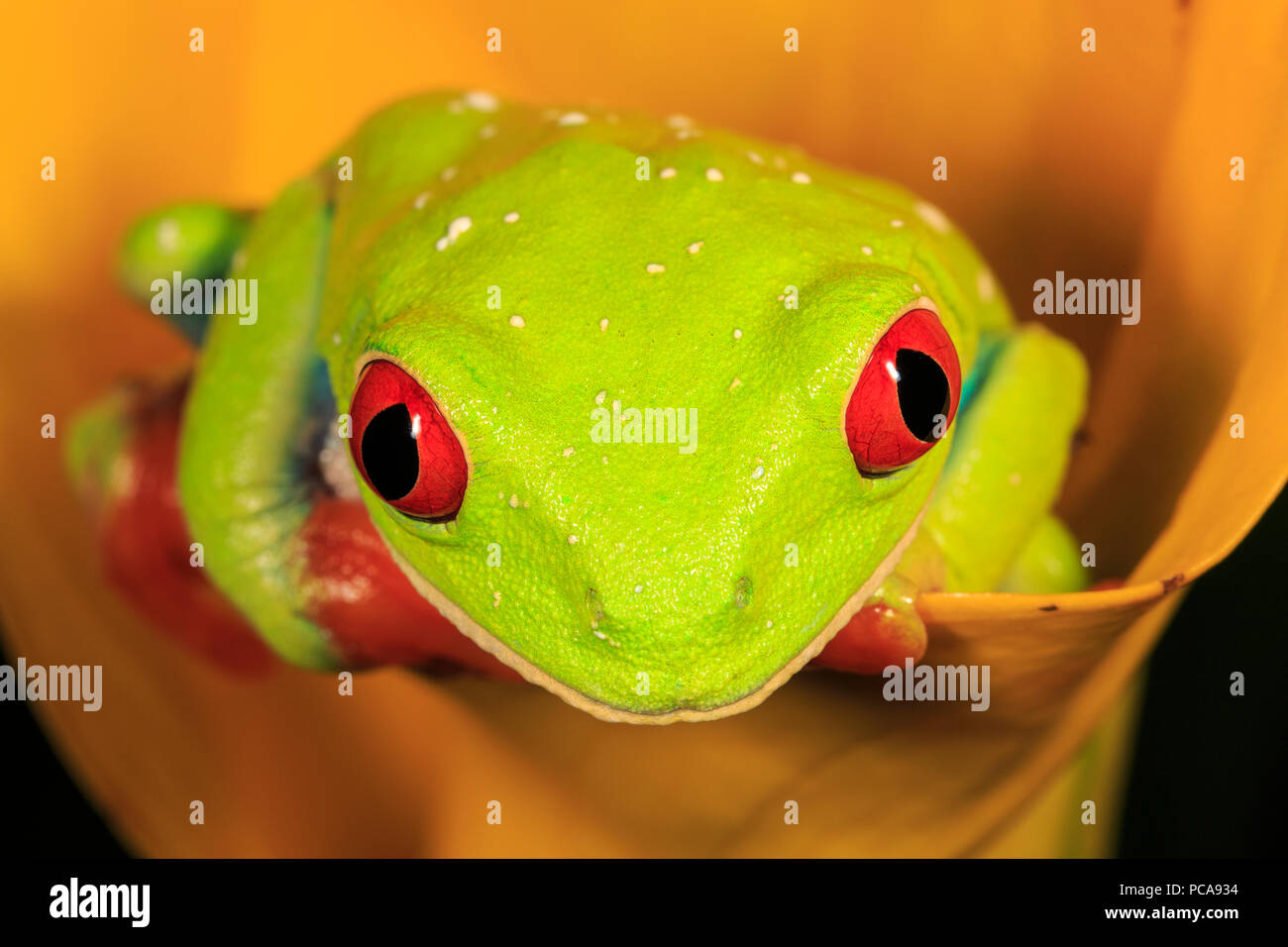 Red-eyed tree frog (Agalychnis callidryas) on orange calla lily Stock ...