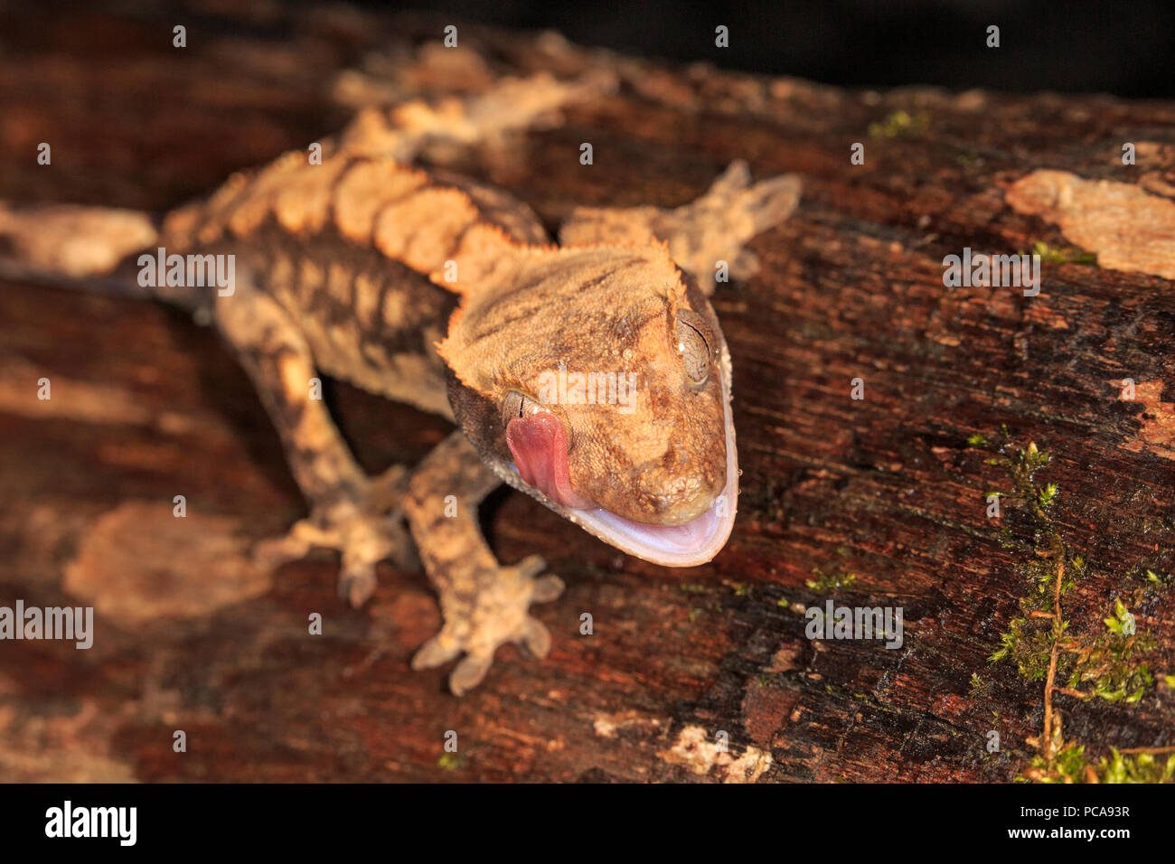 crested gecko (Correlophus ciliatus) on log Stock Photo - Alamy
