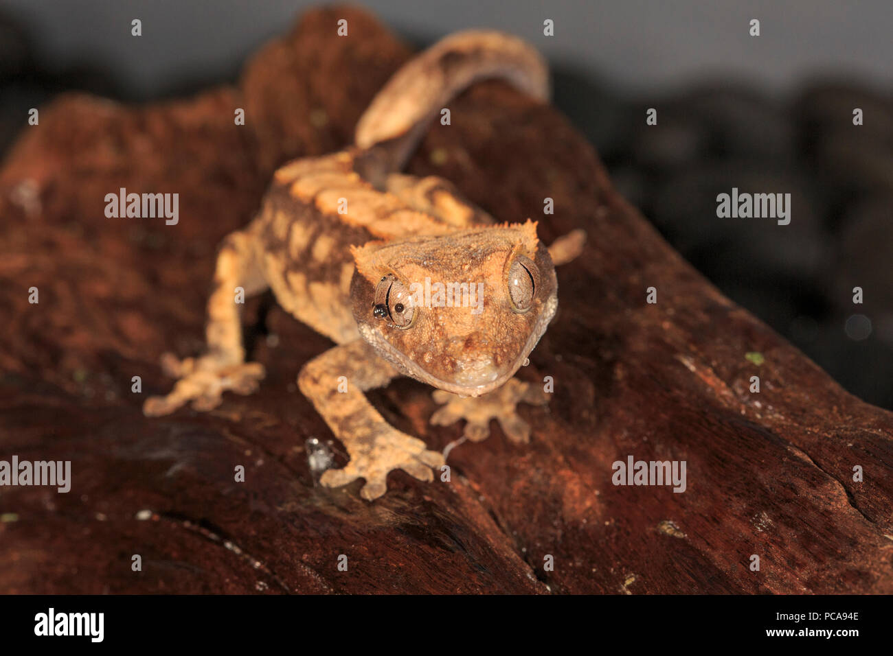 crested gecko (Correlophus ciliatus) on log Stock Photo - Alamy