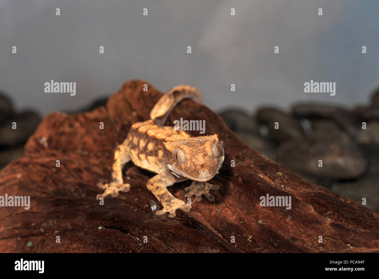 crested gecko (Correlophus ciliatus) on log Stock Photo - Alamy
