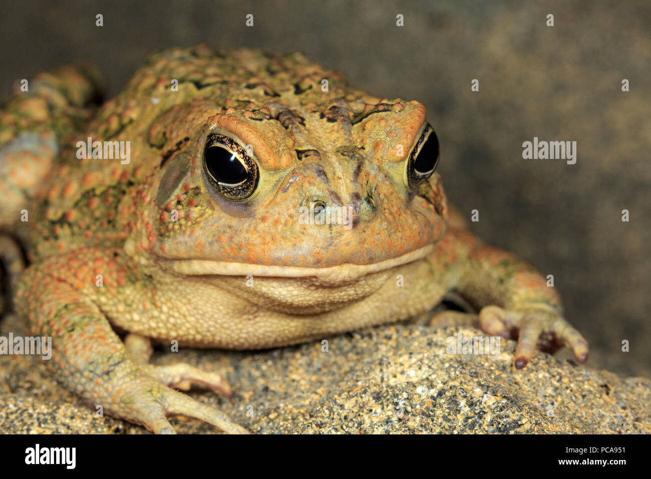 American toad (Anaxyrus americanus Stock Photo - Alamy
